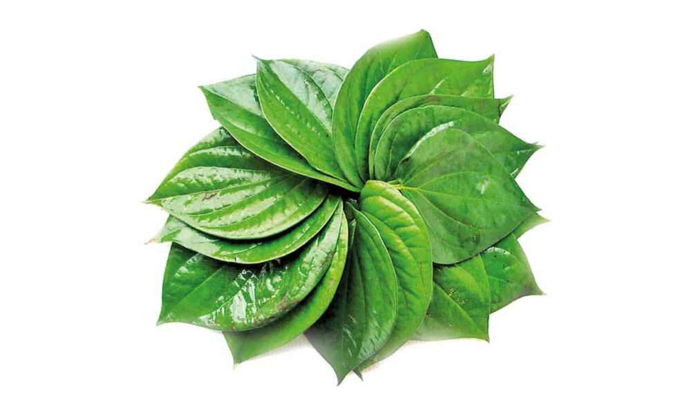 Discovering Betel Leaf's Benefits - House Keeping World
